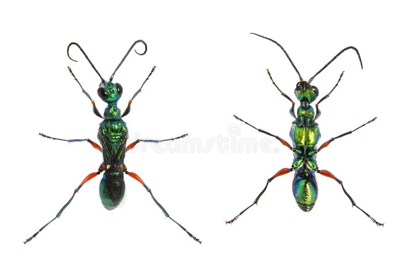 Back View and Ventral View of a Emerald Cockroach Wasp, Ampulex ...