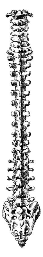 Vertebral Column Drawing Stock Illustrations – 143 Vertebral Column ...