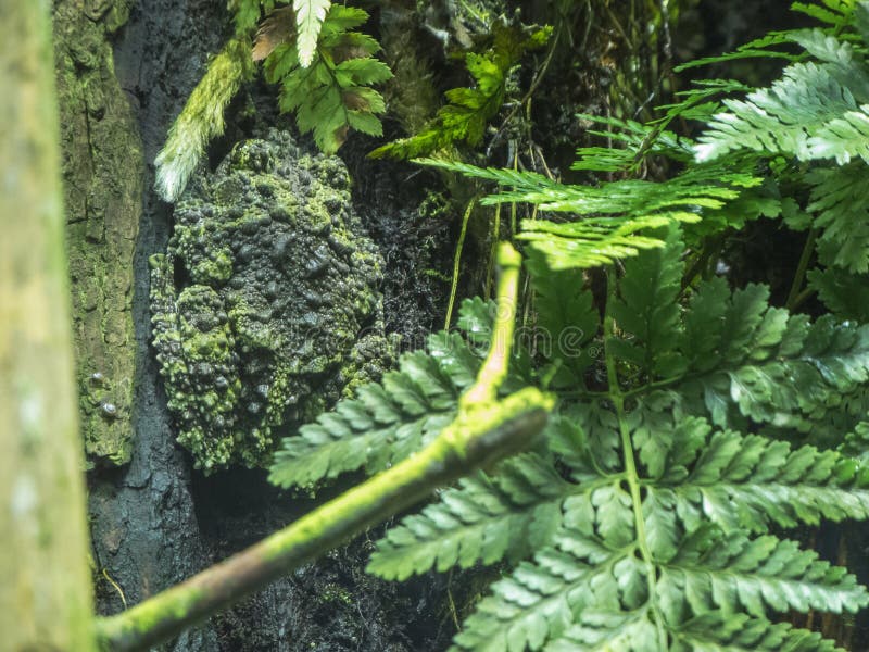Vietnamese Mossy Frog_Theloderma Corticale Stock Photo - Image of green ...