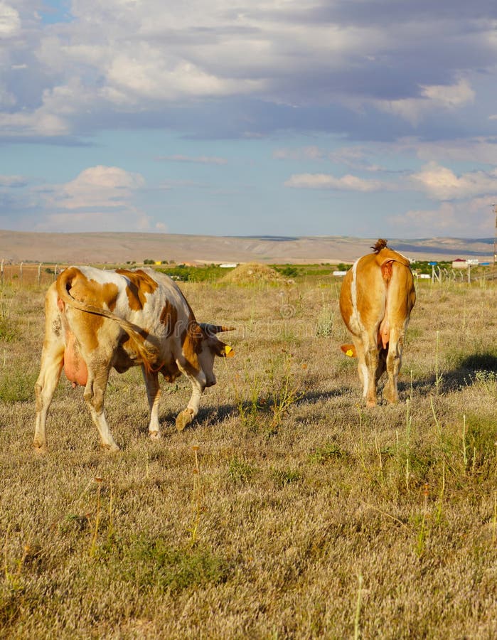 567 Cow Back View Photos - Free & Royalty-Free Stock Photos from Dreamstime