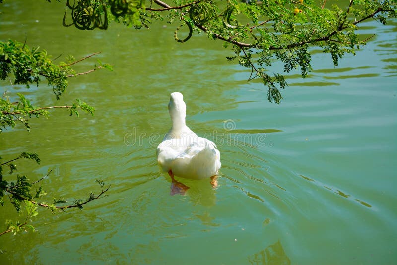 Back View Mallard Duck Stock Photos - Free & Royalty-Free Stock Photos ...