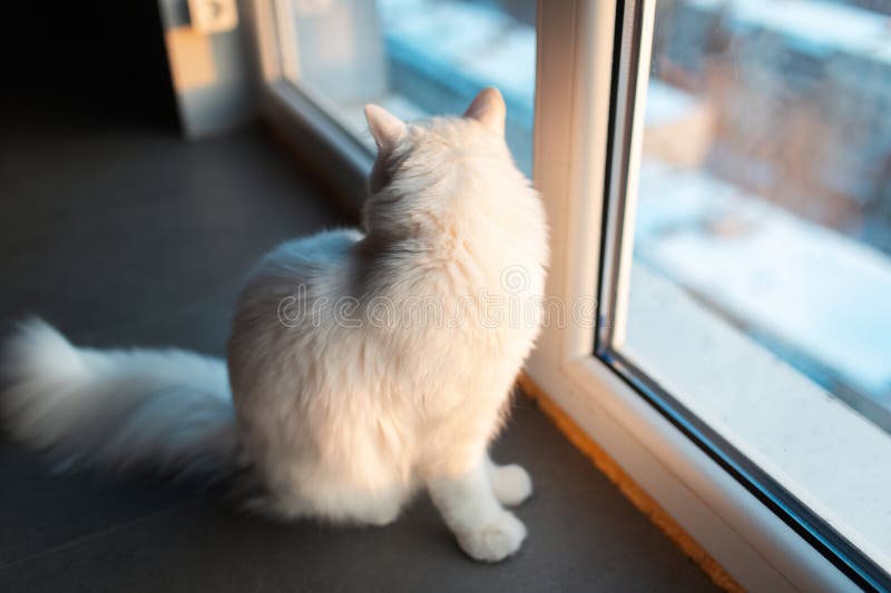 4,770 Cat Back View Stock Photos - Free & Royalty-Free Stock Photos ...