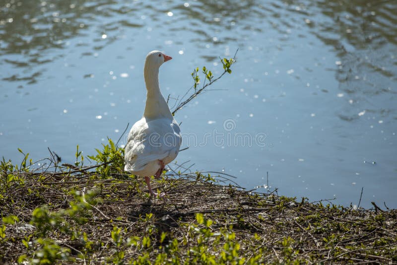 Back View of a White Goose Facing the Scenic Lake View Stock Image ...