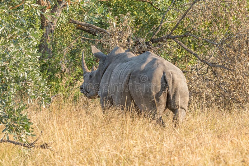 Back view of a white rhino stock image. Image of southern - 153992169