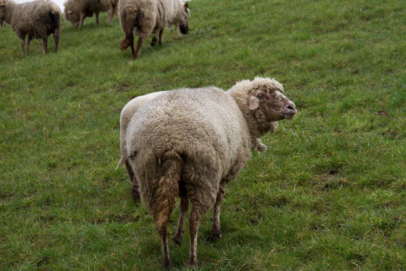 Back View On A White Sheep On A Grass Area In Rhede Emsland Germany Stock Image Image Of