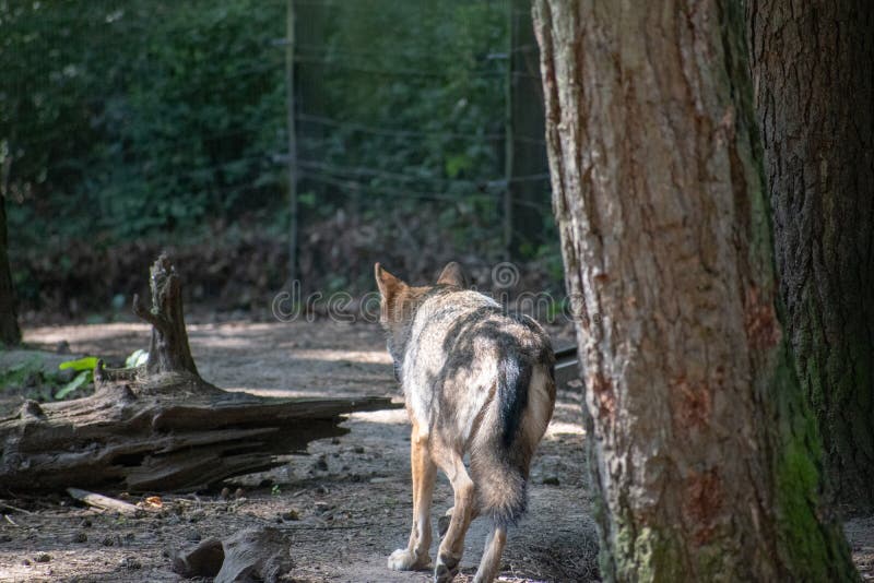Back View of a Wolf in Wildpark Schwarze Berge Stock Image - Image of ...