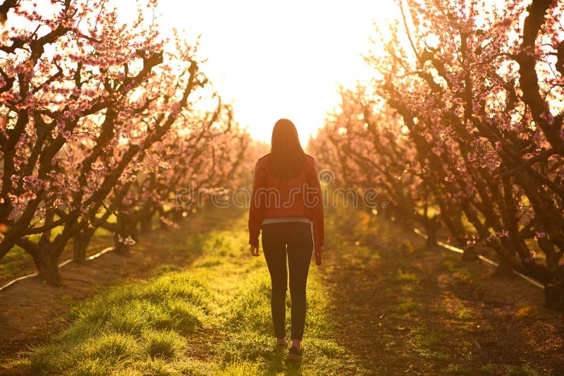 Back View of a Woman Walking in a Field at Sunset Stock Photo - Image ...