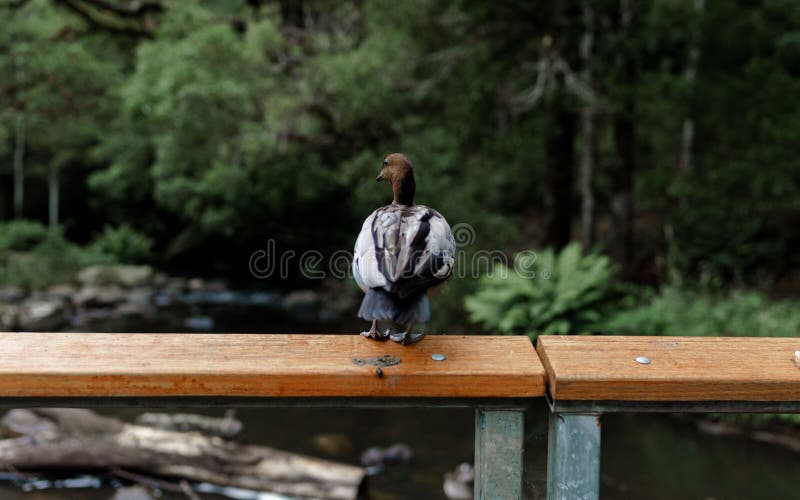 Back View of a Wood Duck Perched on a Wooden Railing Over Water Stock ...