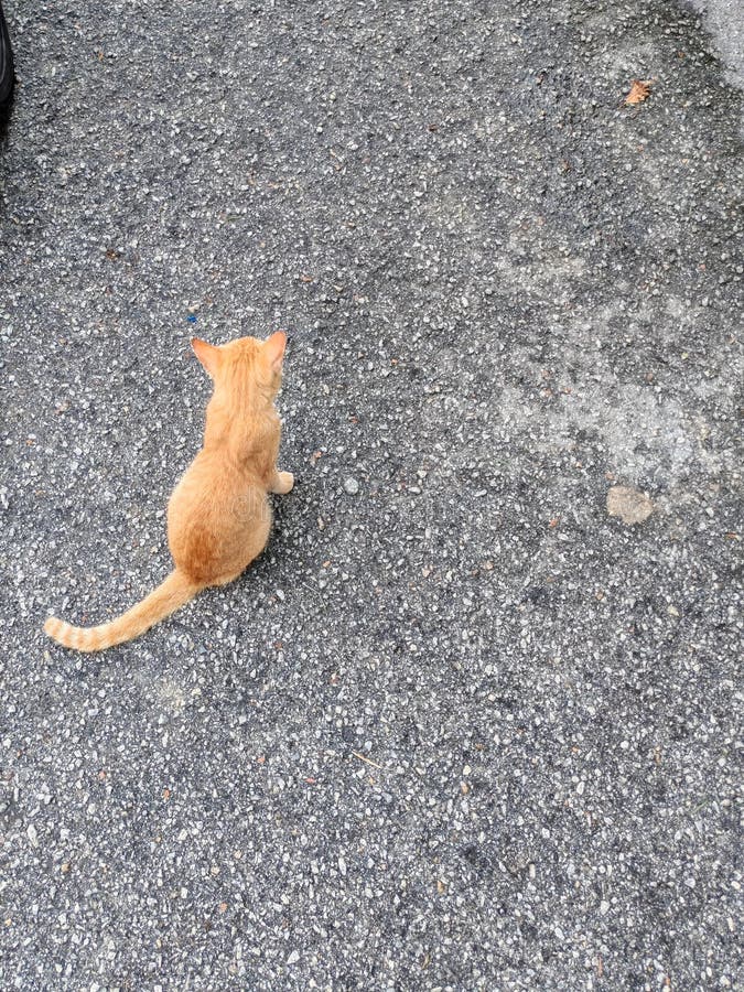 Back View of a Yellow Cat Sitting on Road Stock Image - Image of road ...