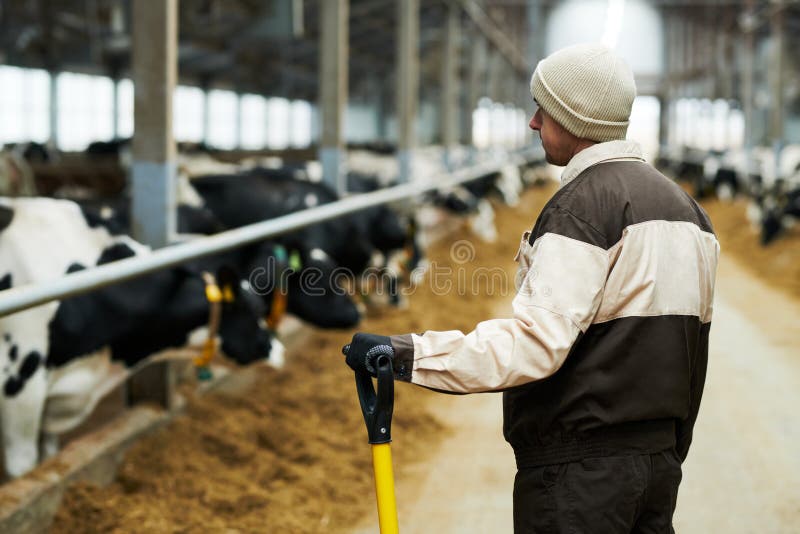 Back View of Young Male Worker of Cowfarm with Worktool Stock Image ...