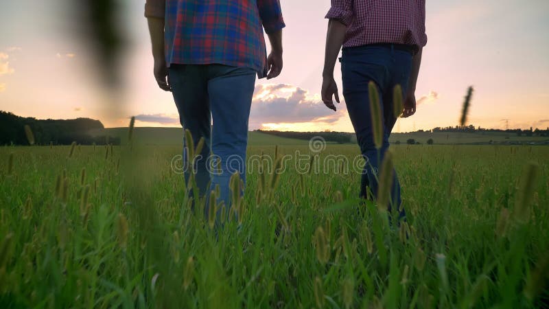 Back View of Young Man Walking Forward with His Old Dad on Wheat or Rye ...