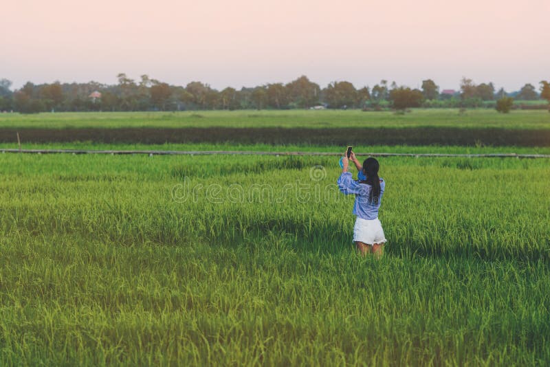 Back View of Young Woman Take a Photo by Smartphone in the Rice Stock ...