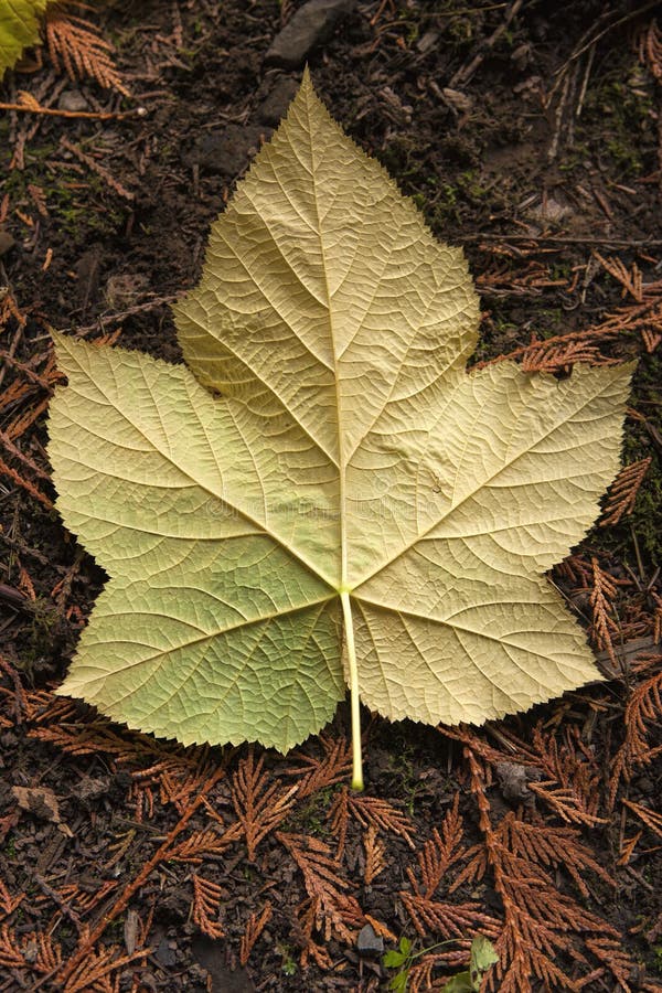 Back of vine maple leaf. stock image. Image of acer, fall - 46149155