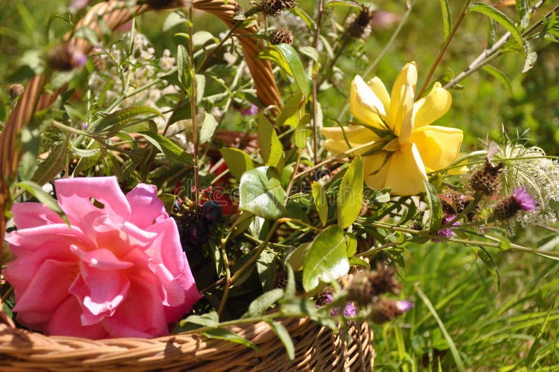 Back from the walk stock image. Image of nature, produce - 281440119