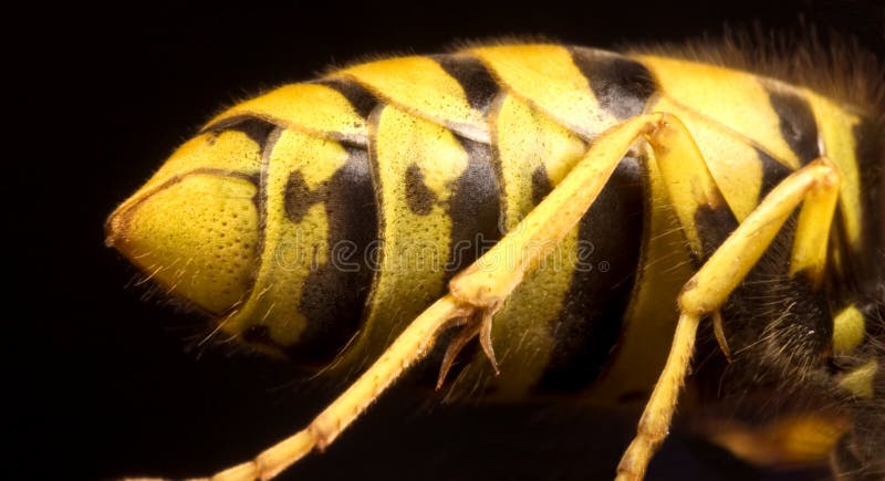 Back of Wasp in Black Background Stock Image - Image of wasp, insect ...