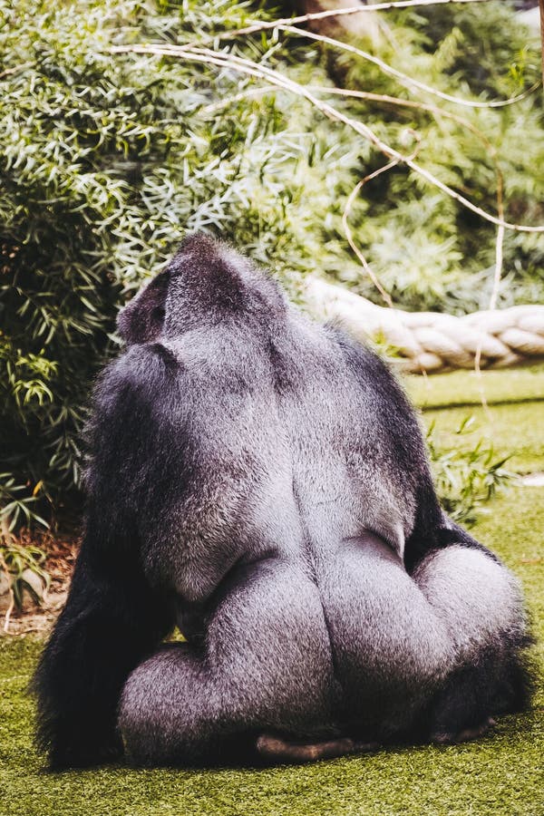 Back of a Western Lowland Gorilla Silverback Stock Image - Image of ...