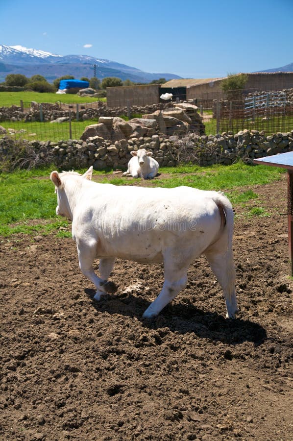 Back white cow stock image. Image of group, rest, country - 10521389