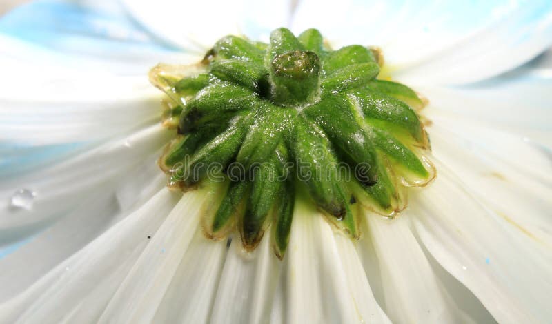 Back of Daisy. Behind a Daisy Flowers Against Green Landscape. Stock ...