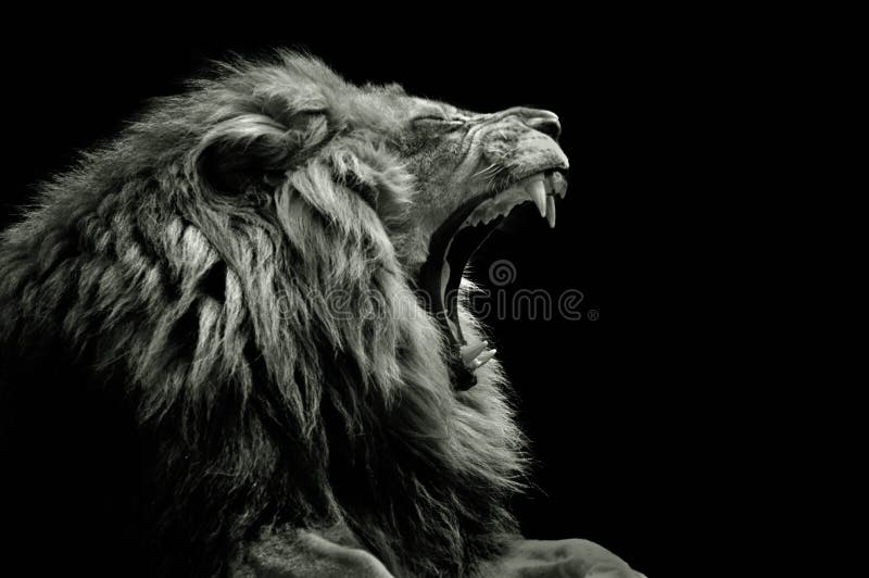 Back and White Lion Yawning Stock Photo - Image of lion, beautiful ...
