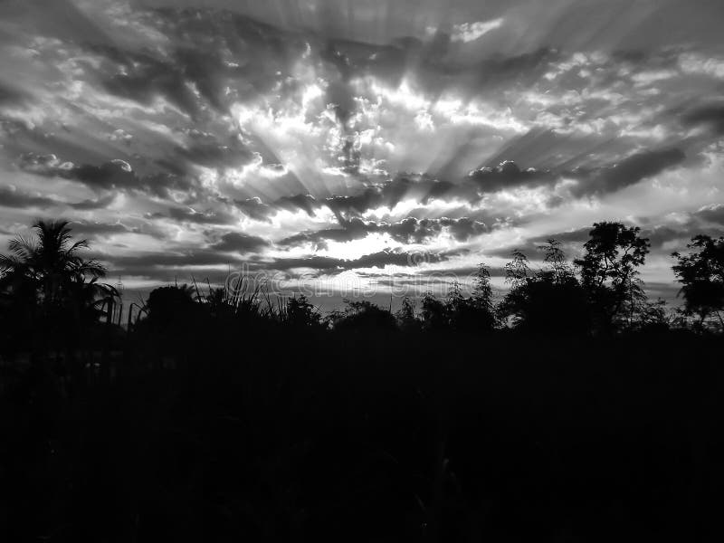 White Morning Glory Blooms in Antibes, France. Stock Image - Image of ...