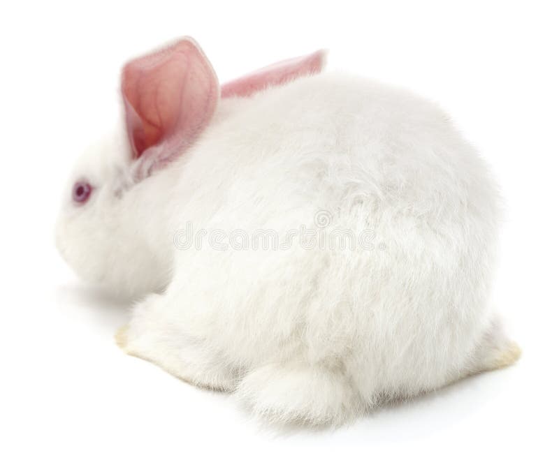 2,145 Back Rabbit Stock Photos - Free & Royalty-Free Stock Photos from ...