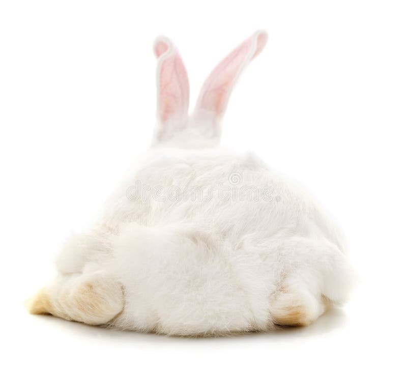 2,182 Back Rabbit Stock Photos - Free & Royalty-Free Stock Photos from ...