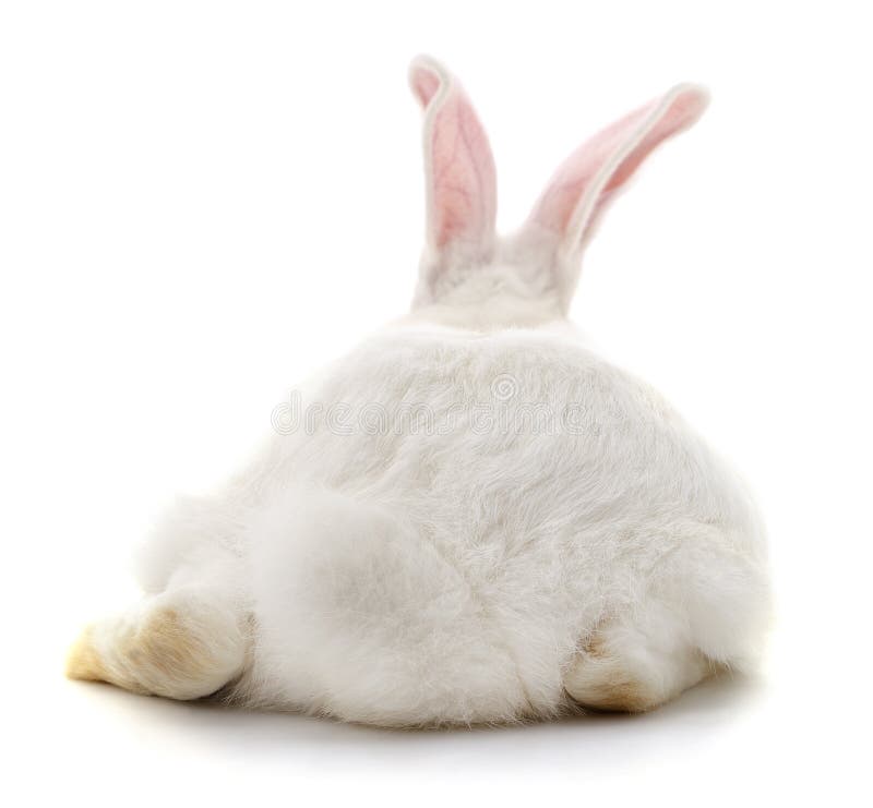 2,492 Back Rabbit Stock Photos - Free & Royalty-Free Stock Photos from ...