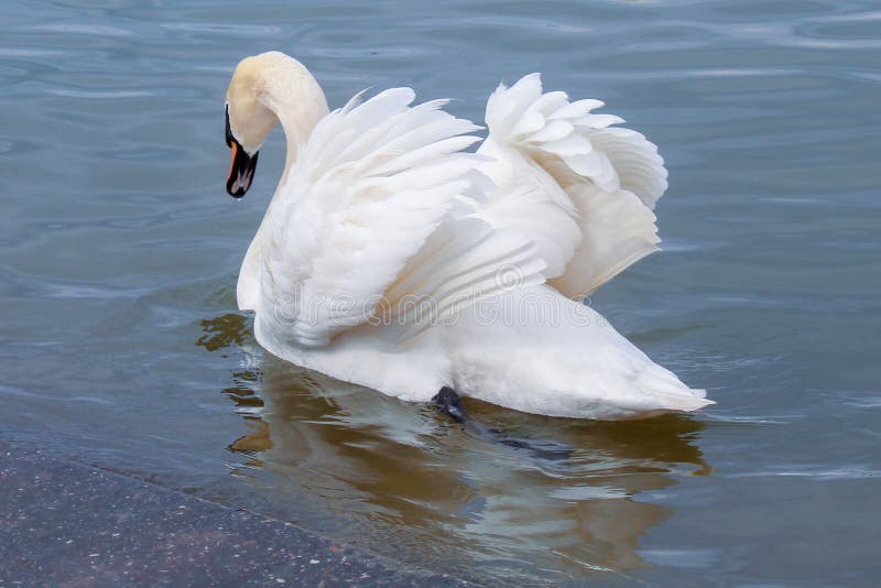 A back of white swan stock image. Image of animal, water - 229057003