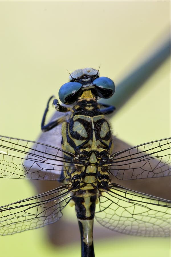 Back of Wild Black Yellow Dragonfly Stock Photo - Image of back, head ...