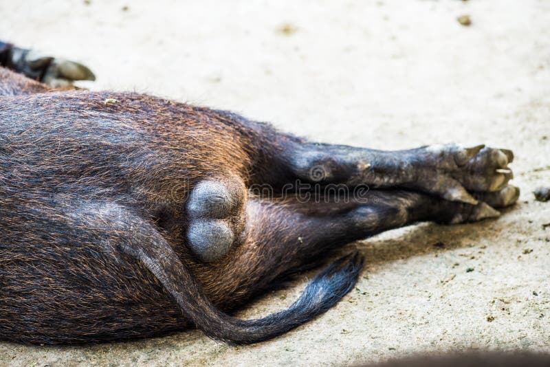 Back of wild boar stock image. Image of winter, boar - 214726447