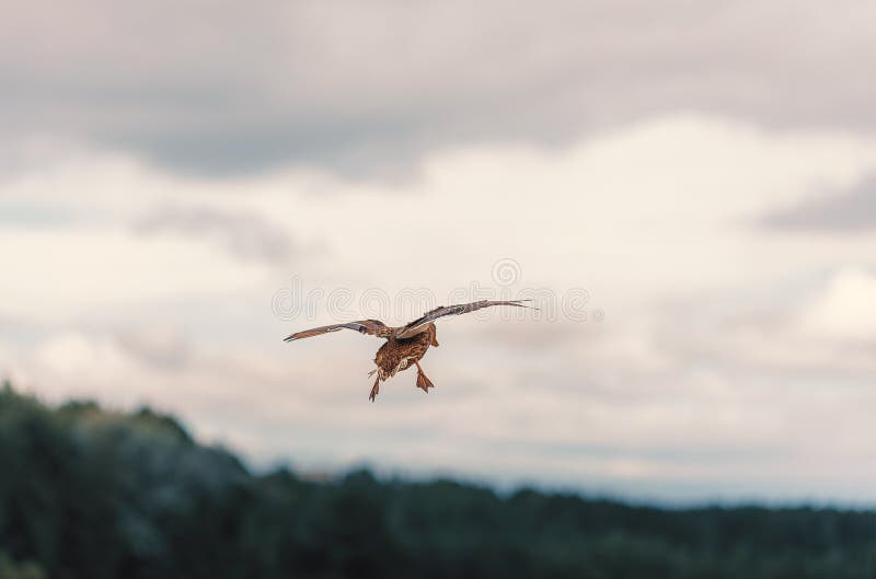 161 Bird Back View Spread Wings Photos - Free & Royalty-Free Stock ...