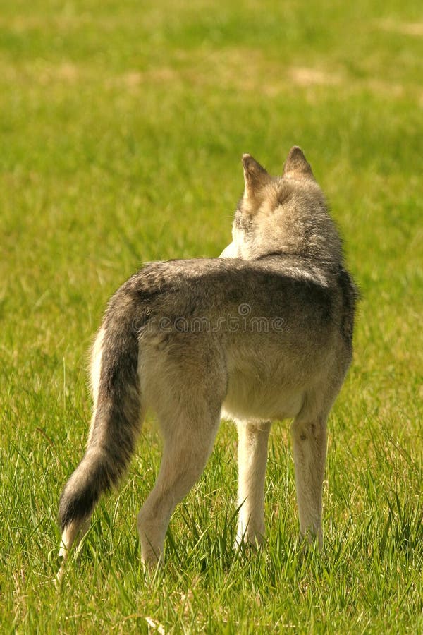 Wolf Sitting Back View