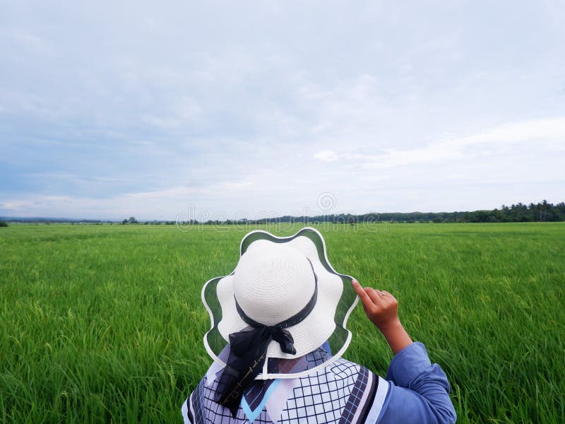 Back of Woman in the Hat Who is Looking at the View of the Green Rice ...