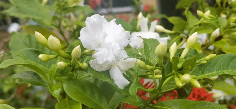Back Yard Flower White Blossom Stock Photo - Image of flower, white ...