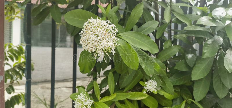 Back Yard Flower White. Blossom Stock Photo - Image of back, flower ...