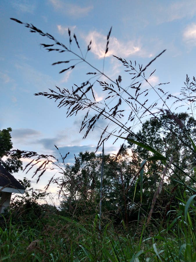 Back in yonder living stock photo. Image of branch, yonder - 227532272