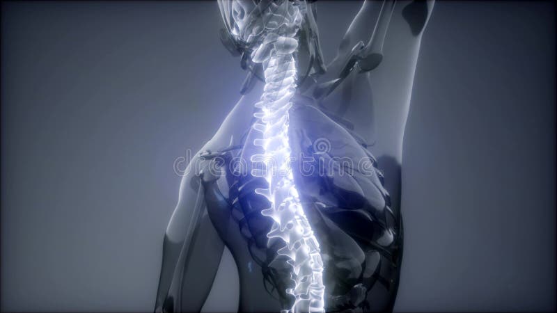 Backache in Back Bones stock illustration. Illustration of backbone ...