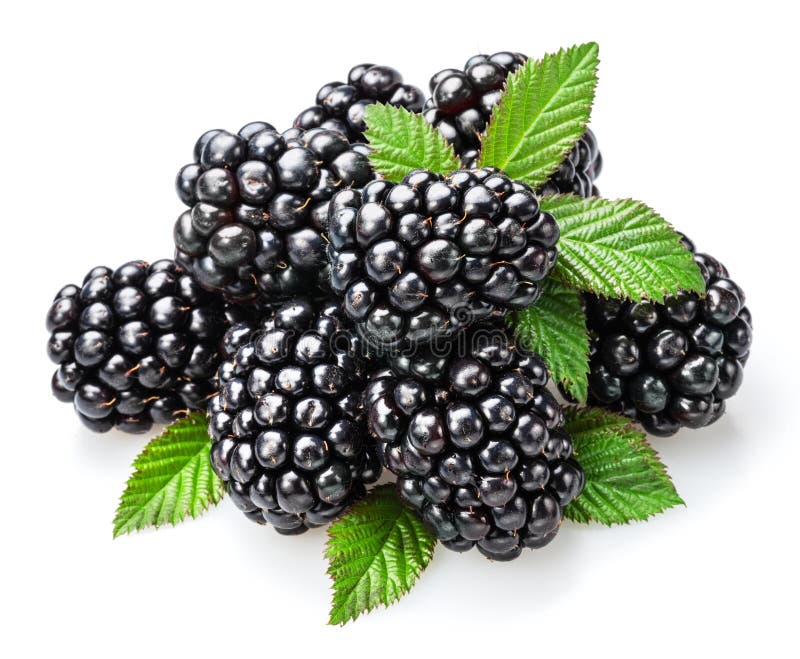 Backberries and Blackberry Leaves Isolated on White Background Stock ...
