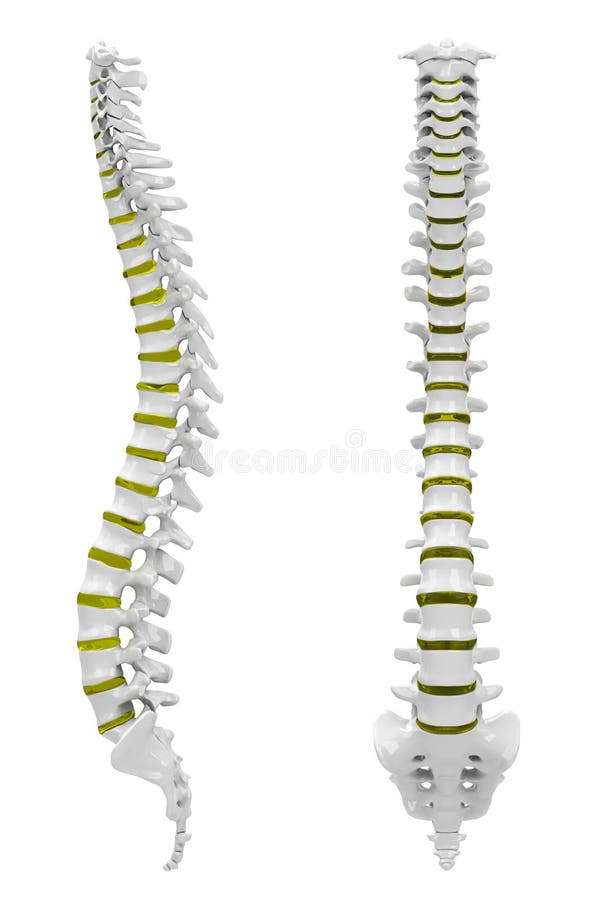 Human spine stock illustration. Illustration of cord - 18646330