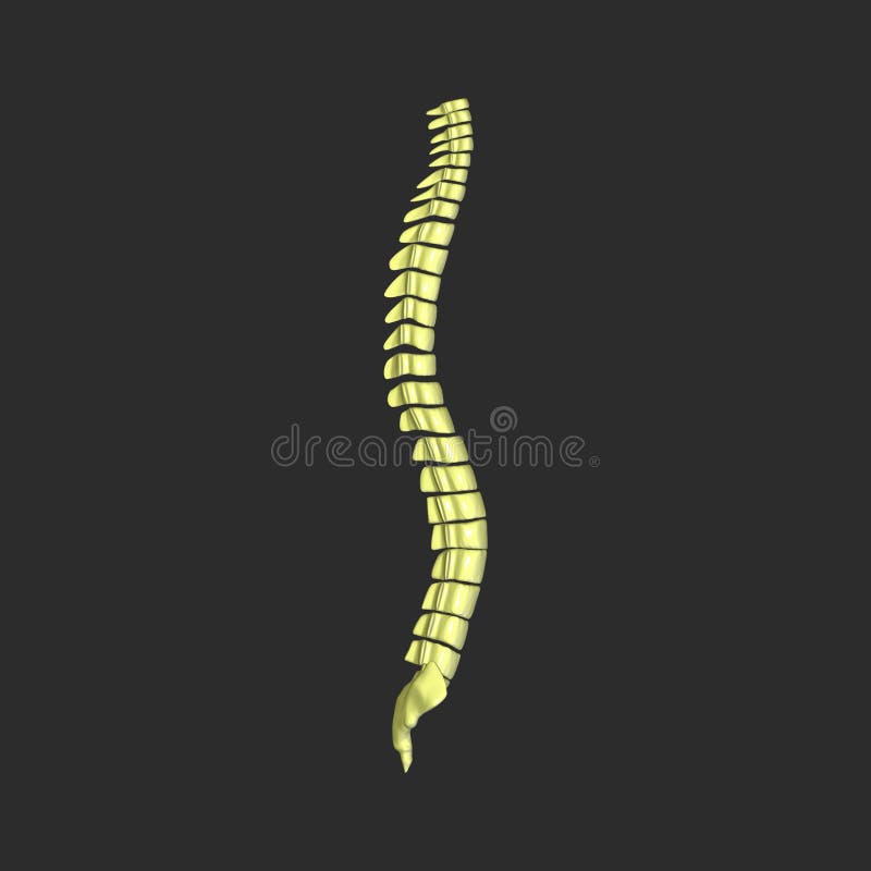 Backbone illustration stock. Illustration du anatomie - 55472014