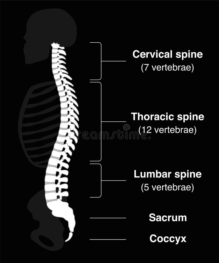 Spine Numbers Stock Illustrations – 57 Spine Numbers Stock ...
