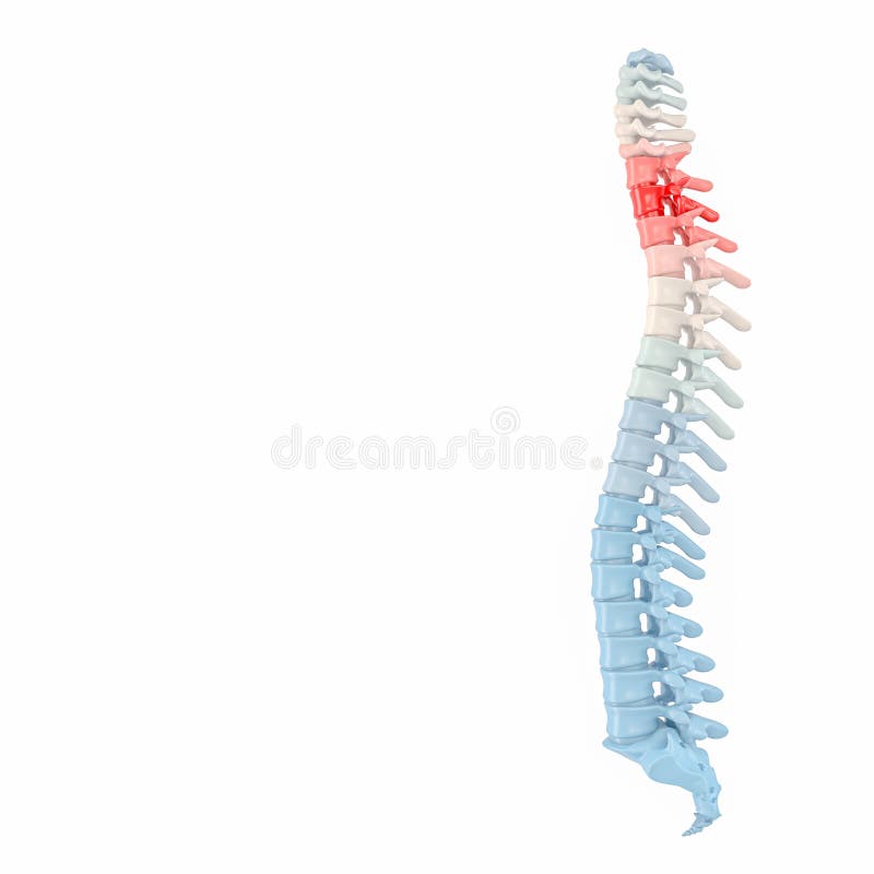 Backbone with Colorful Vertebrae Stock Illustration - Illustration of ...