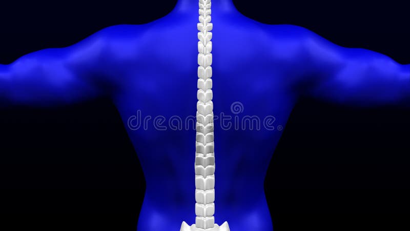 Backbone. 3D rendering stock illustration. Illustration of ...