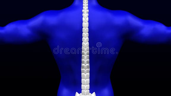Backbone. 3D rendering stock illustration. Illustration of ...