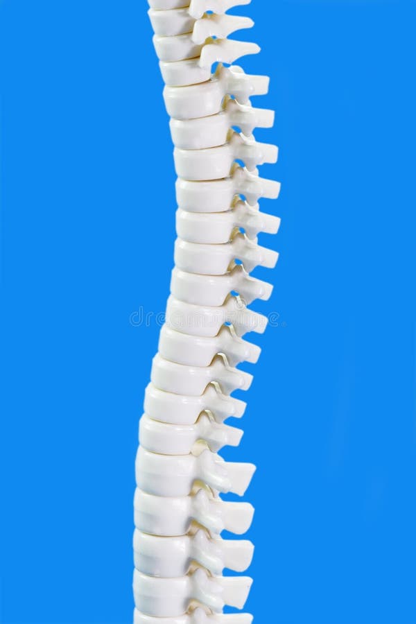 Backbone in Detail stock image. Image of spinal, arthritis - 3817713