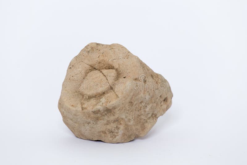 Backbone of a fossil fish stock image. Image of fossil - 54090281