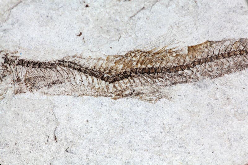 Backbone of a fossil fish stock image. Image of fossil - 54090281