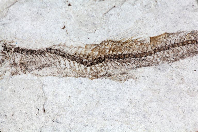 Backbone of a fossil fish stock image. Image of fossil - 54090281