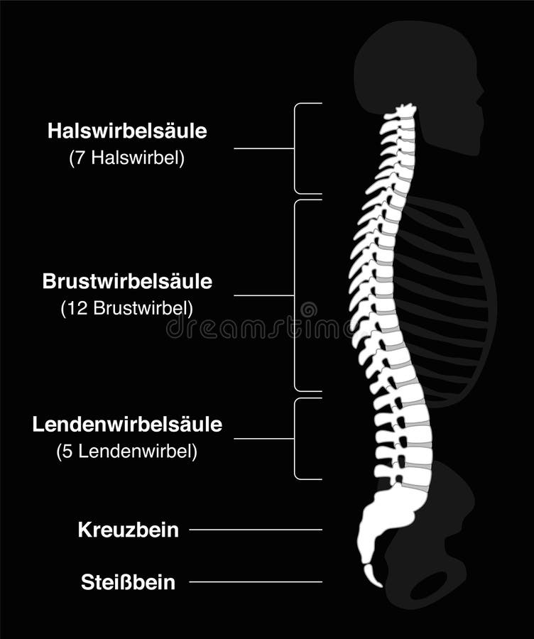 Human Skeleton Skeletal System Chart Labeled Bones Names Stock Vector ...