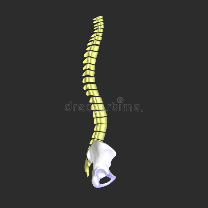 Backbone stock illustration. Illustration of morphology - 55472003
